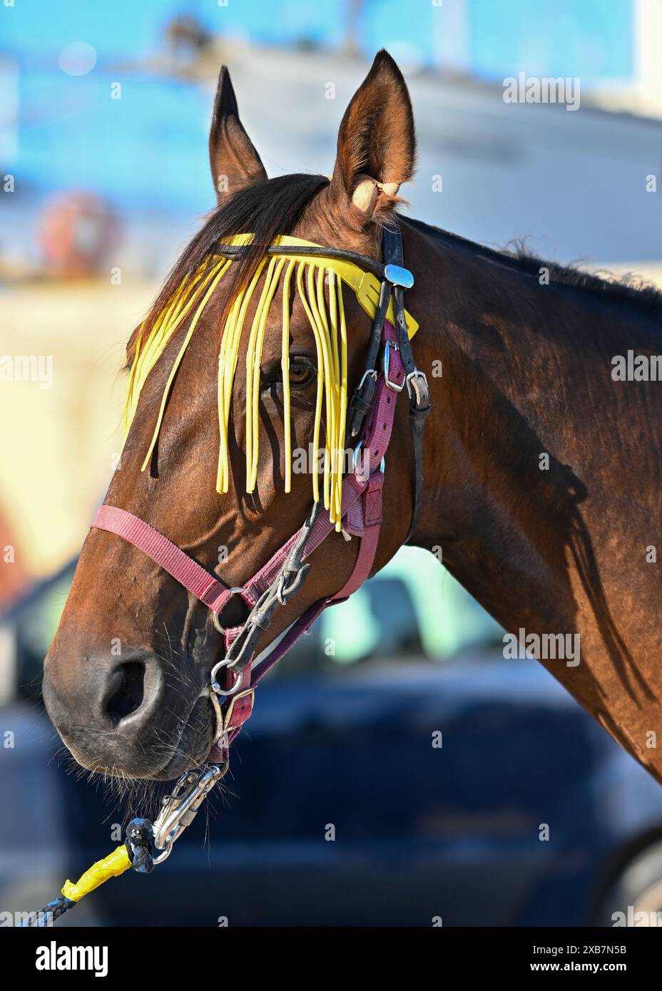 Yellow horse head hi-res stock photography and images - Alamy