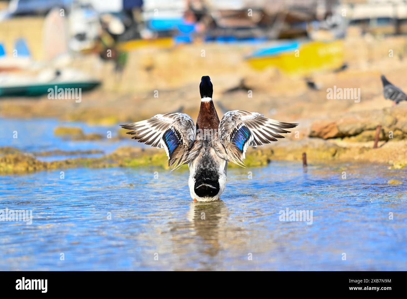 A male mallard duck flapping its wings above the water's surface Stock ...