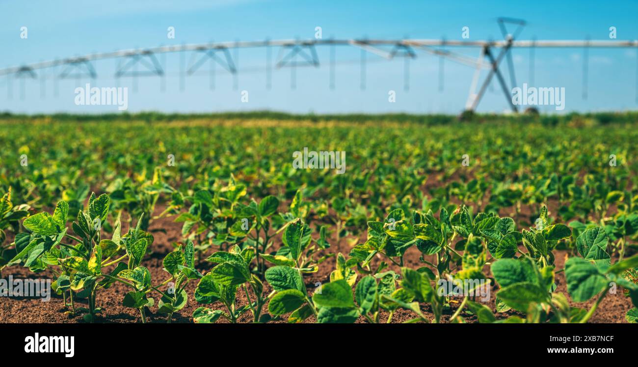 Cultivated soybean field with agricultural irrigation sprinklers in ...