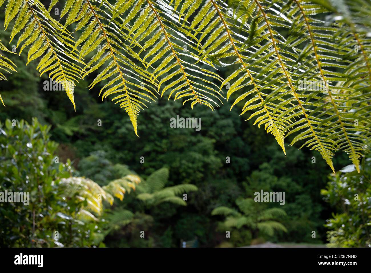 Fern fronds, Otari-Wiltons Bush, Wellington, North Island, New Zealand ...