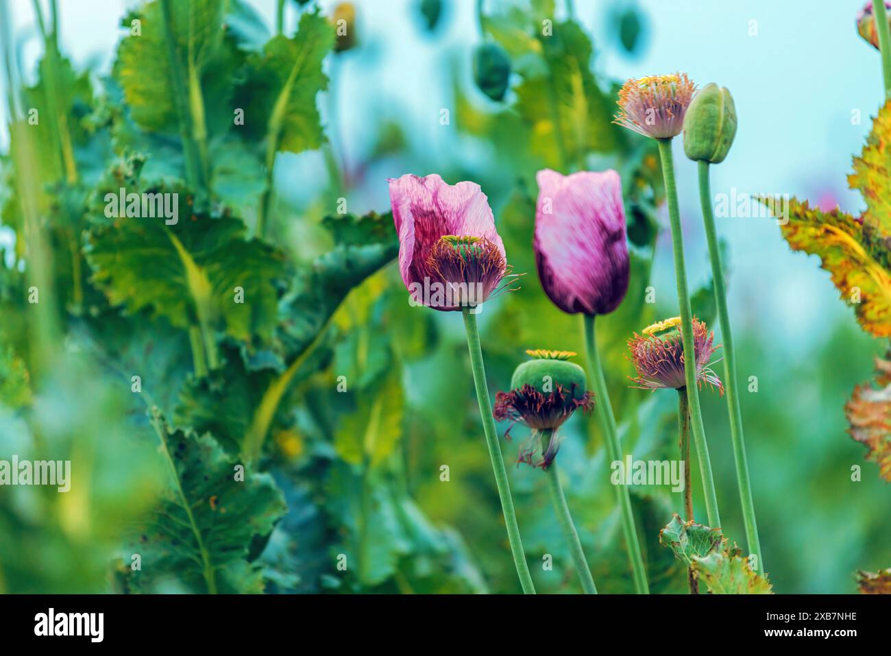 Papaver somniferum plantation, Opium poppy flowering crops in field ...
