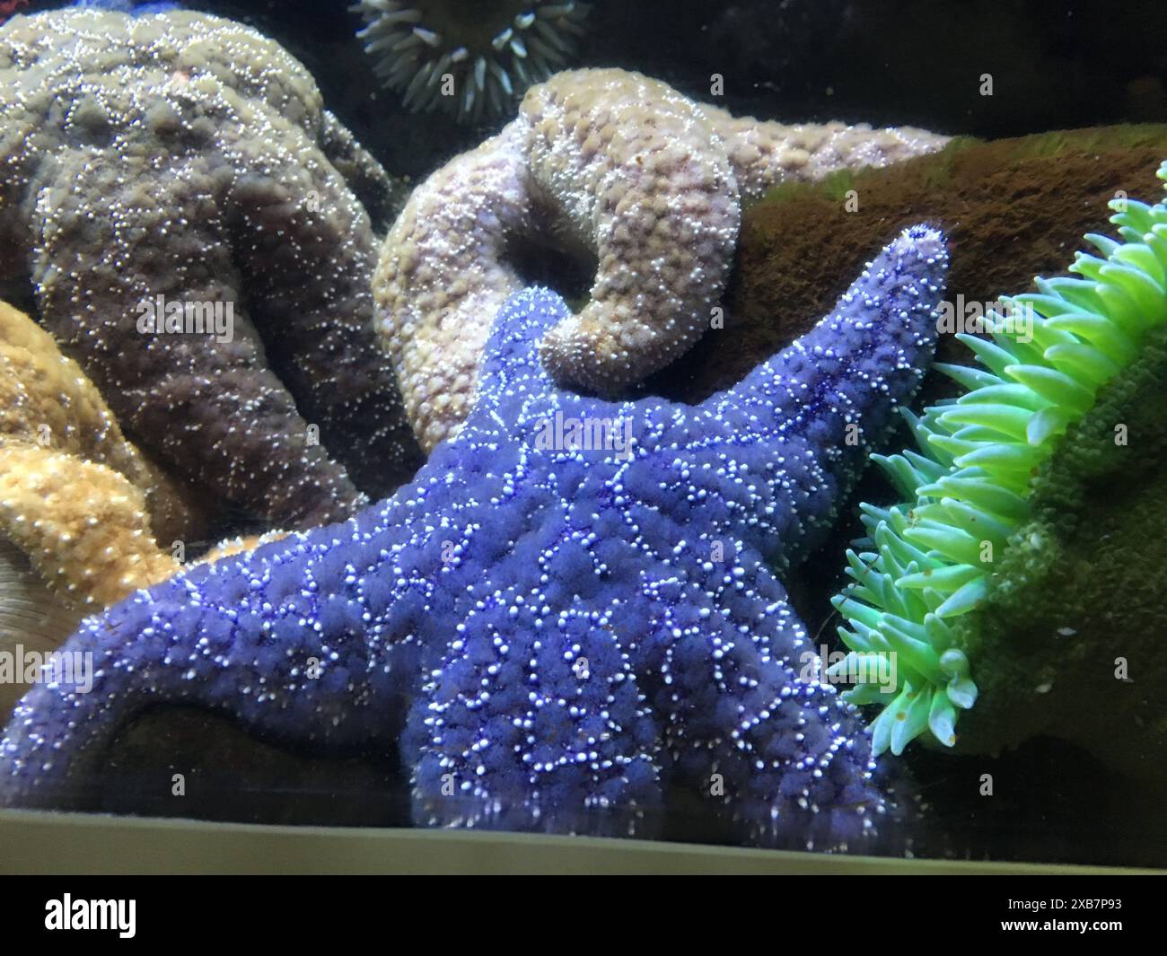 Marine corals seashells in aquarium hi-res stock photography and images ...