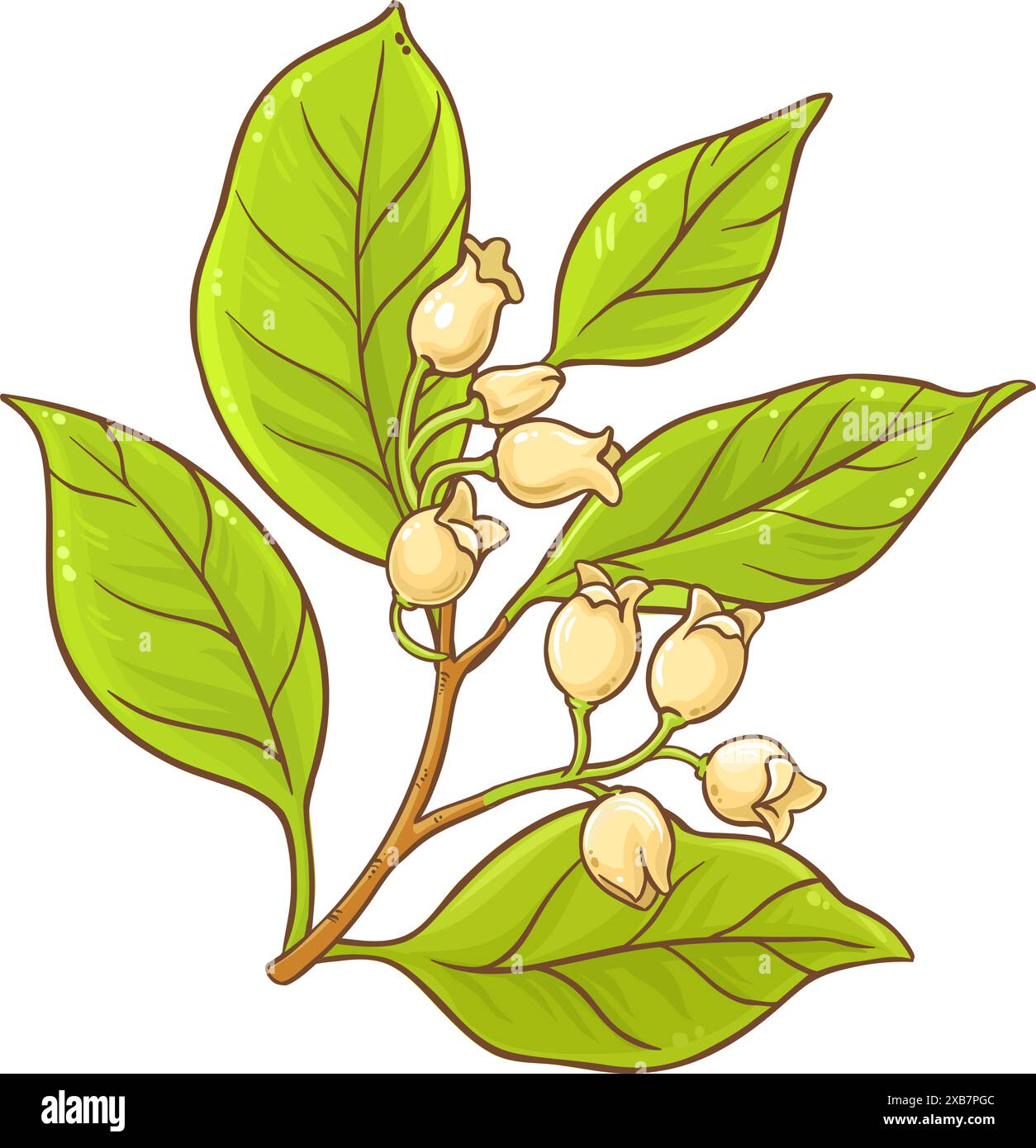 Nutmeg Branch Colored Detailed Illustration Stock Vector Image & Art ...
