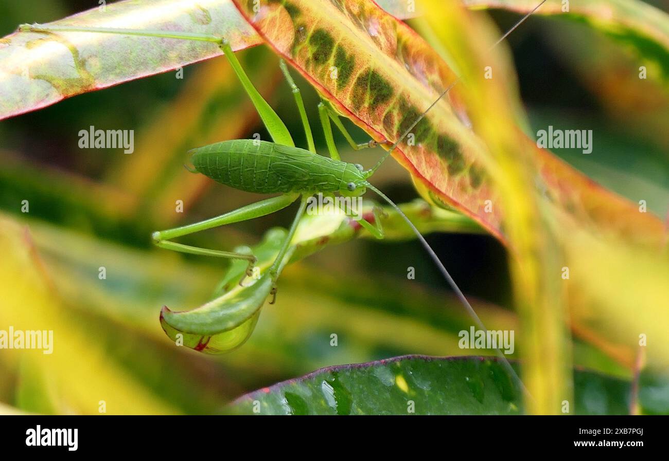 Green mantis insect resembling a praying pose with closed eyes Stock ...