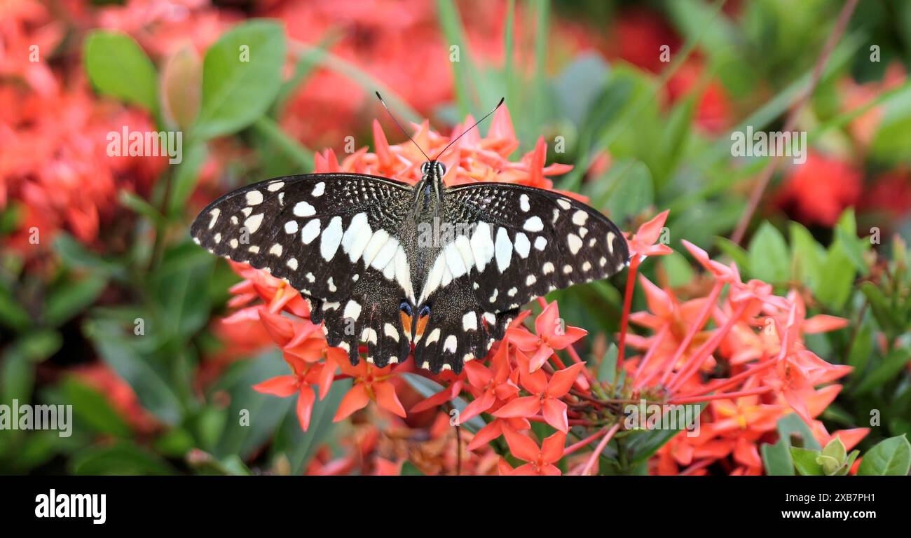 Butterfly resting on blooming flower in full bloom Stock Photo - Alamy