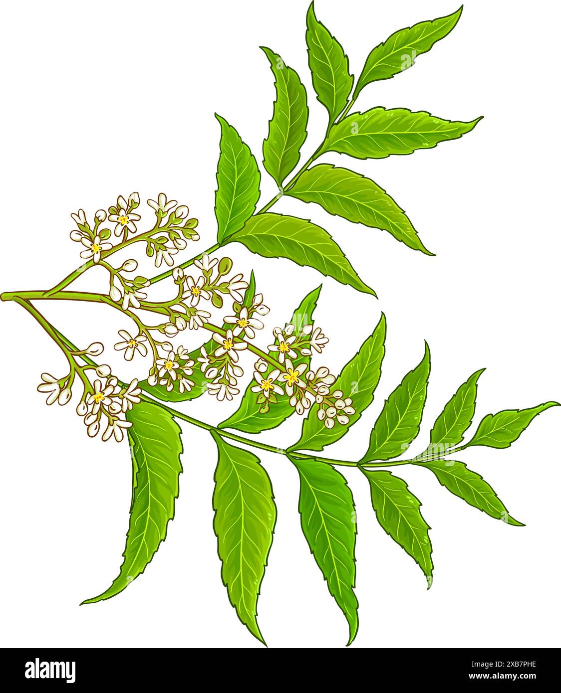 Neem Branch Colored Detailed Illustration Stock Vector Image & Art - Alamy