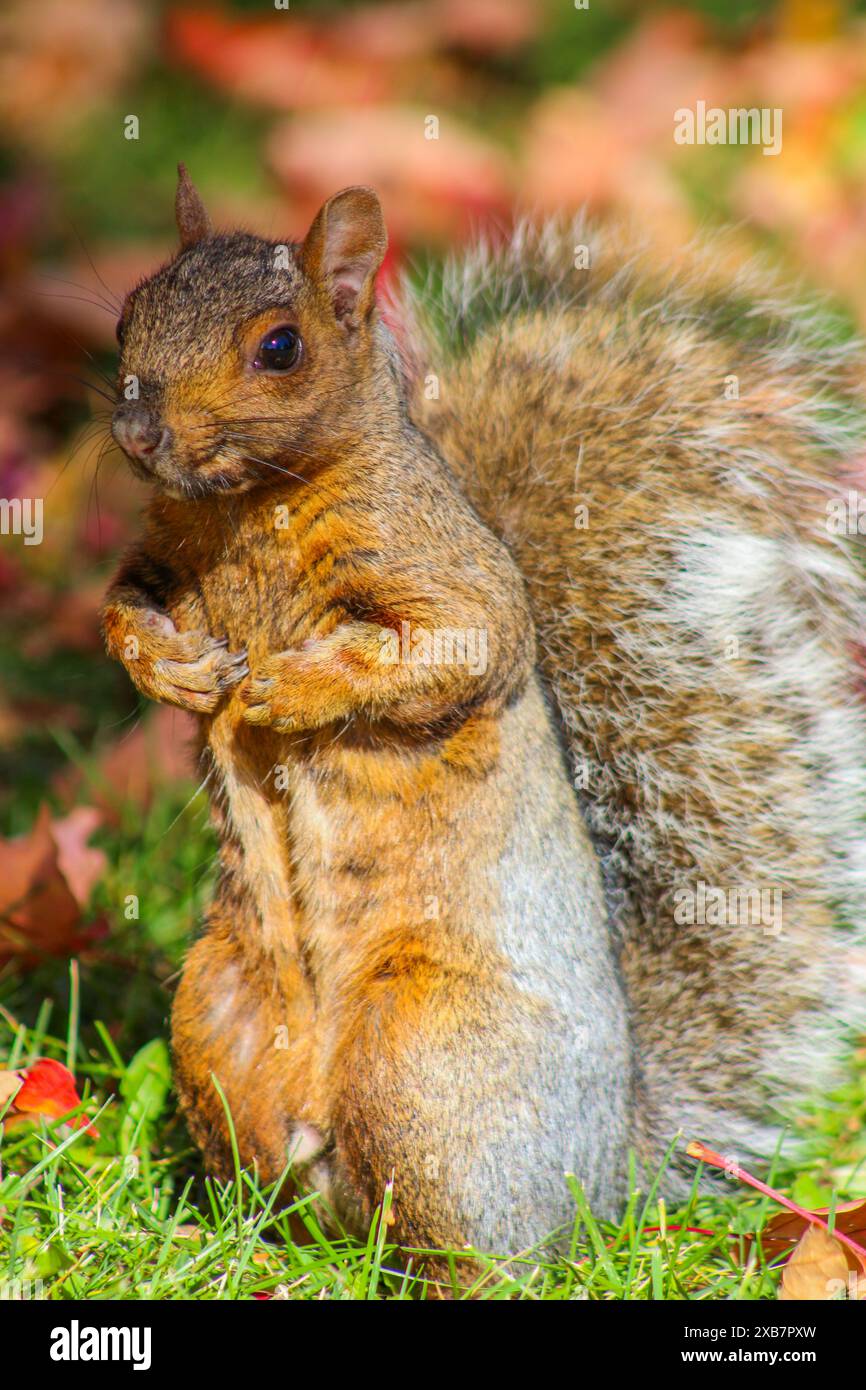 The Enchanting beauty: A charming squirrel captured in its natural ...