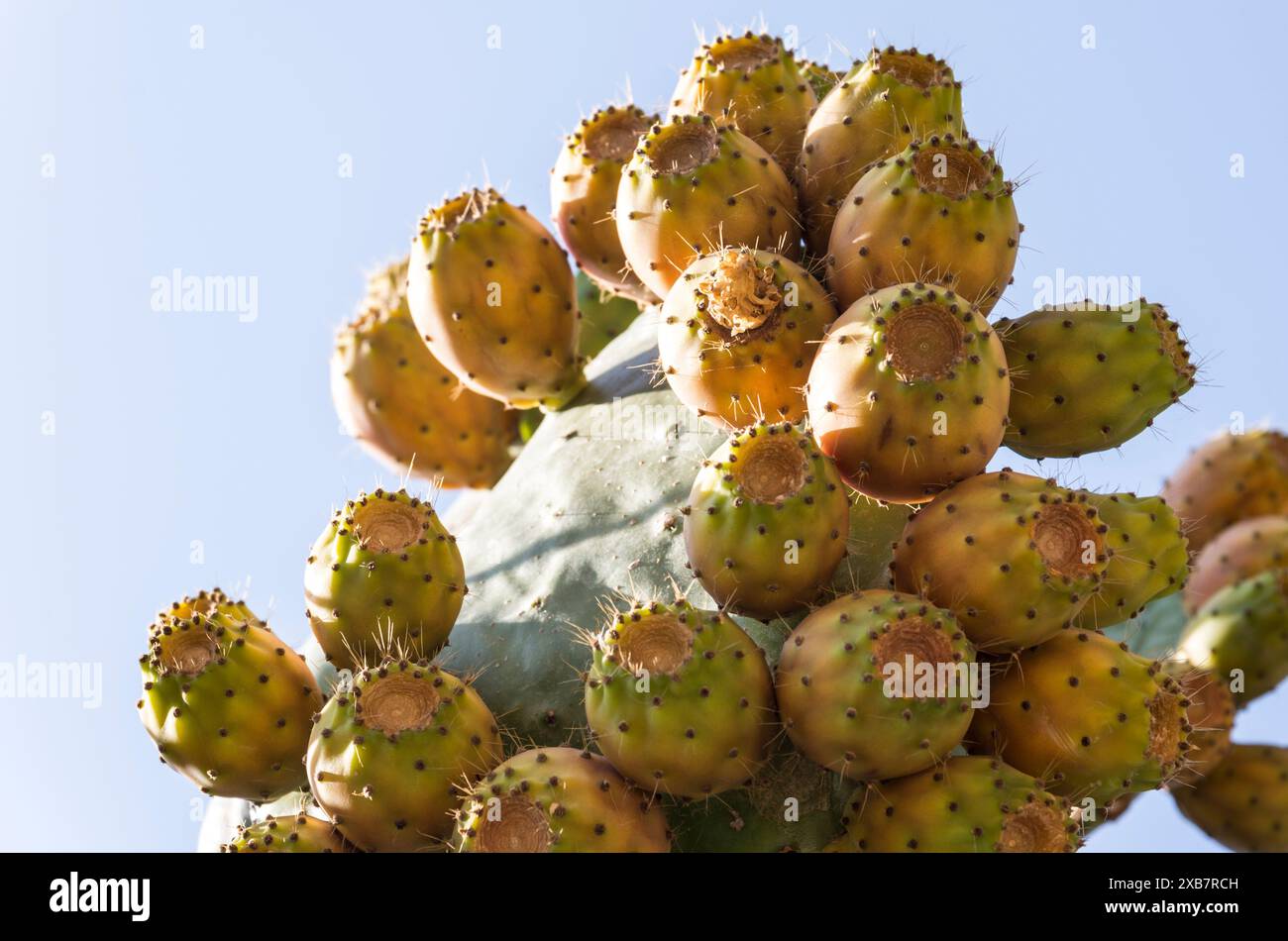 A cacti growing above fruit trees in a desert garden Stock Photo - Alamy