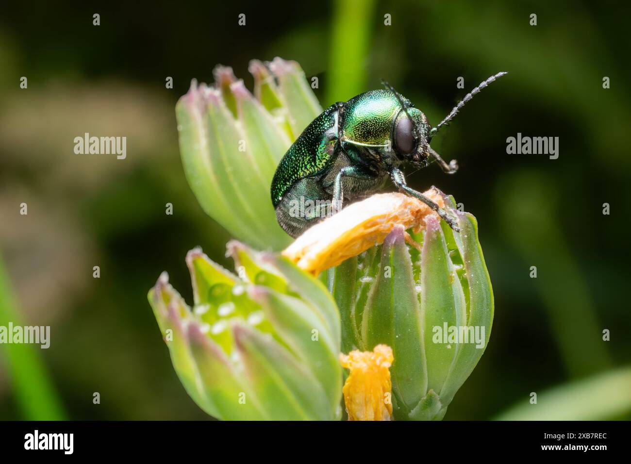 Cryptocephalus hi-res stock photography and images - Alamy