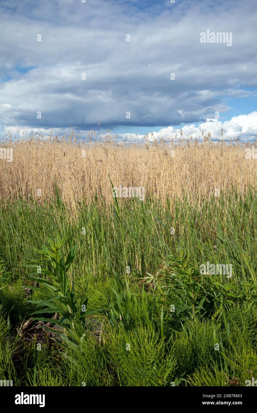Old reeds hi-res stock photography and images - Alamy