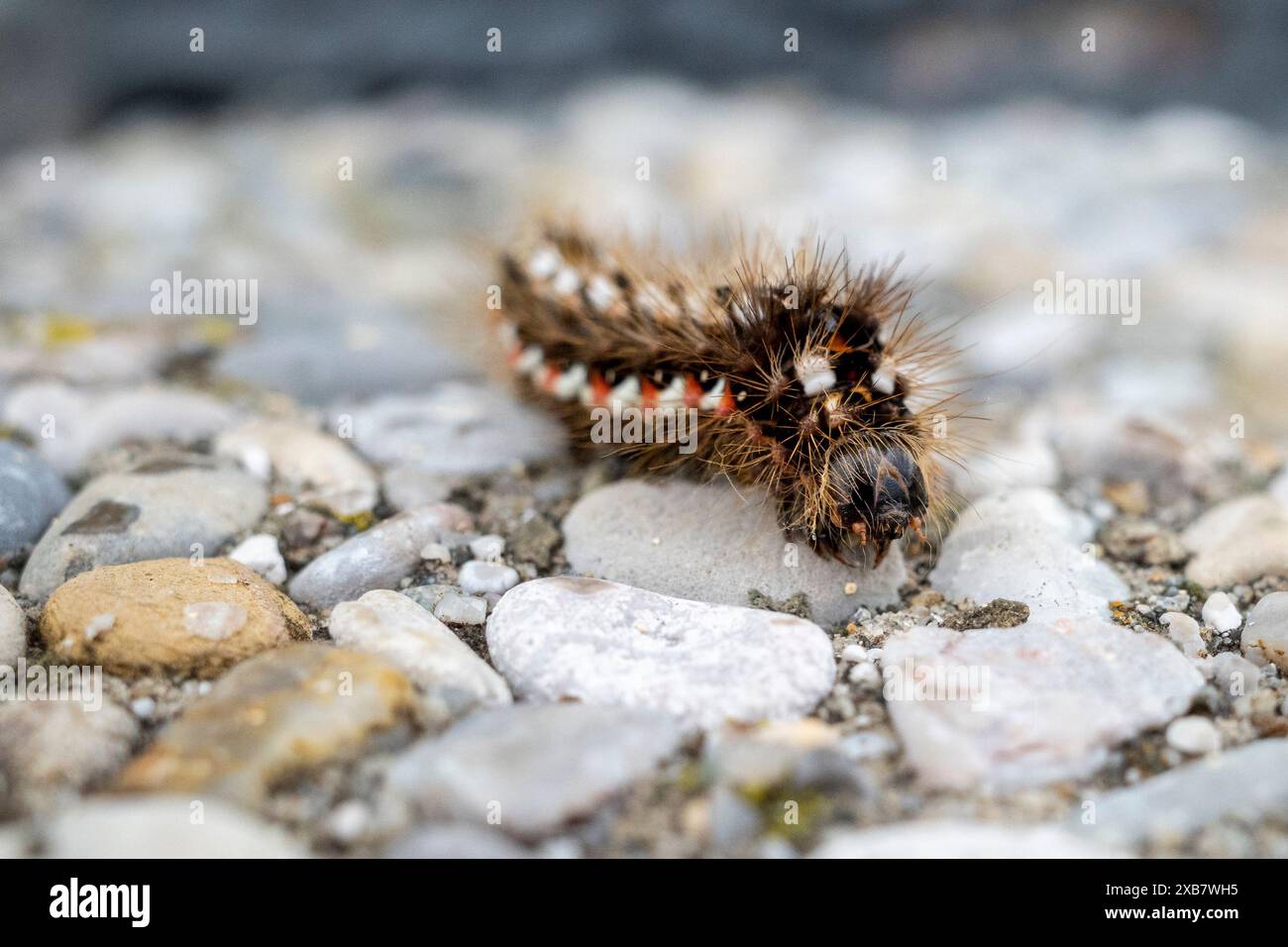 A caterpillar-like creature moving among rocks on the ground Stock ...