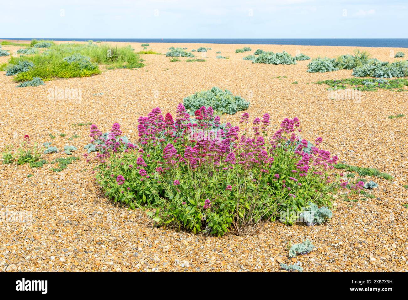 Valerian flowering , Valeriana officinalis, growing vegetated shingle ...