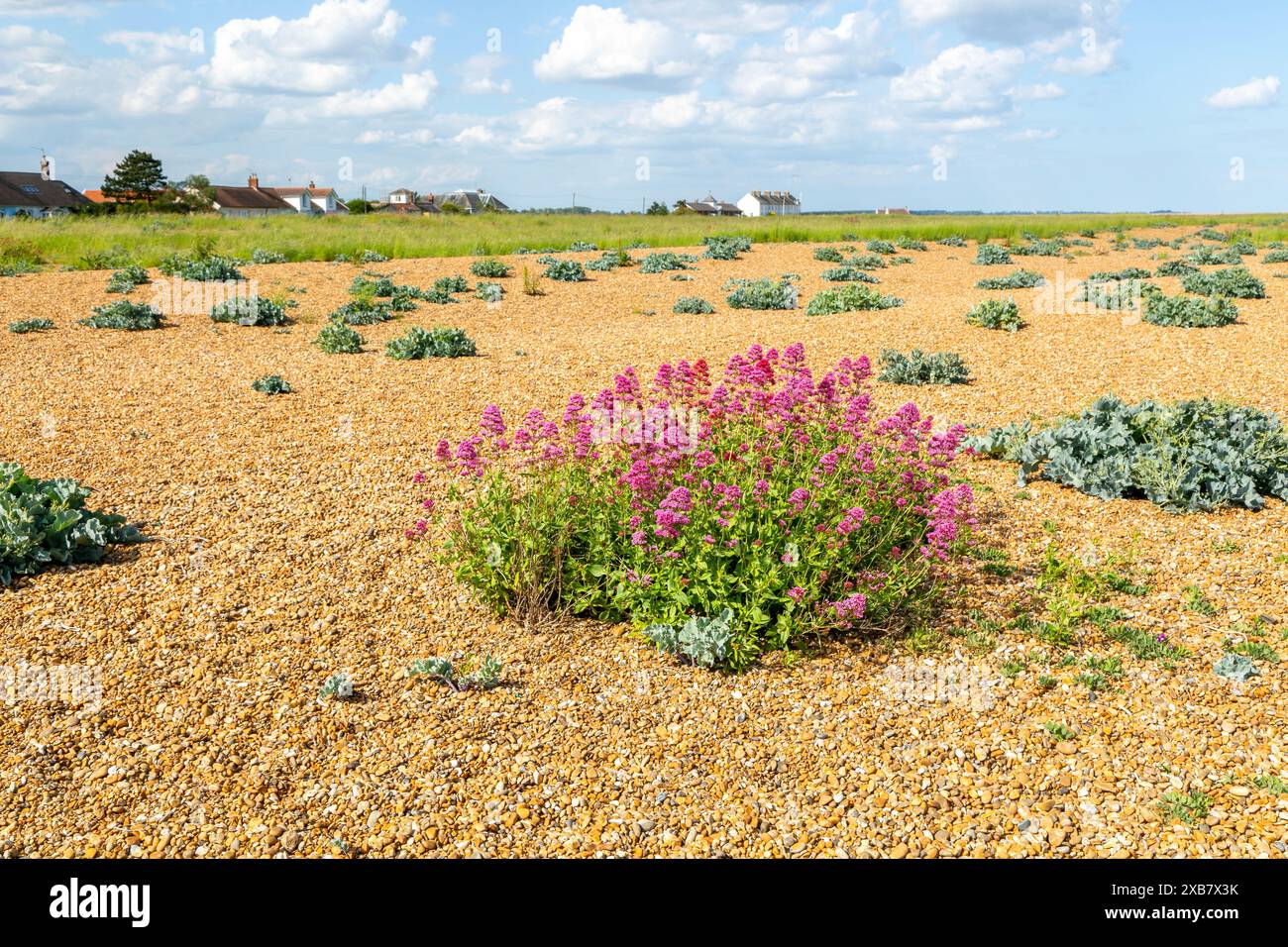 Valerian flowering , Valeriana officinalis, growing vegetated shingle ...