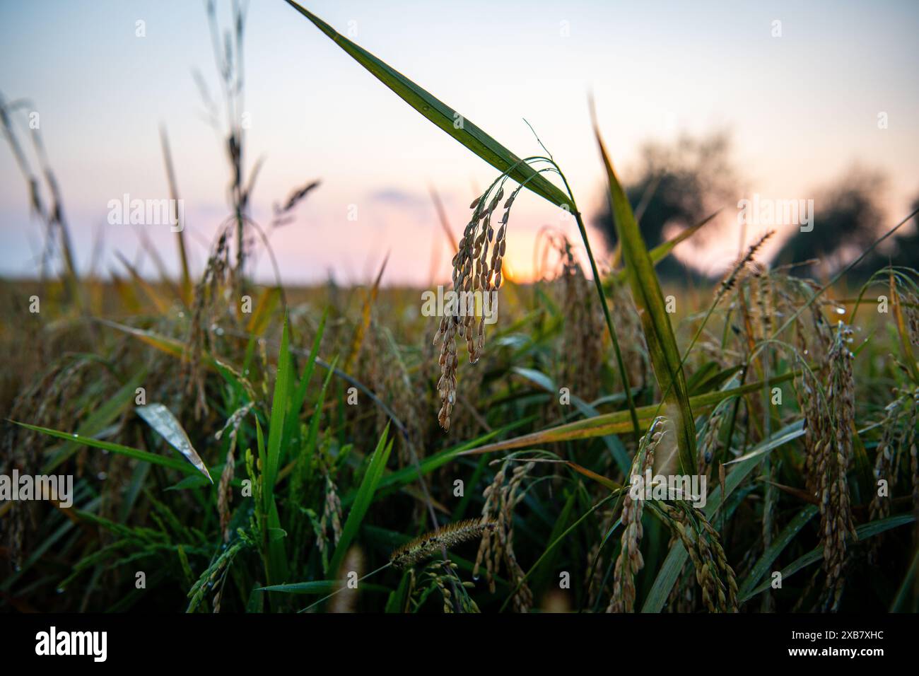 Golden rice plants hi-res stock photography and images - Alamy