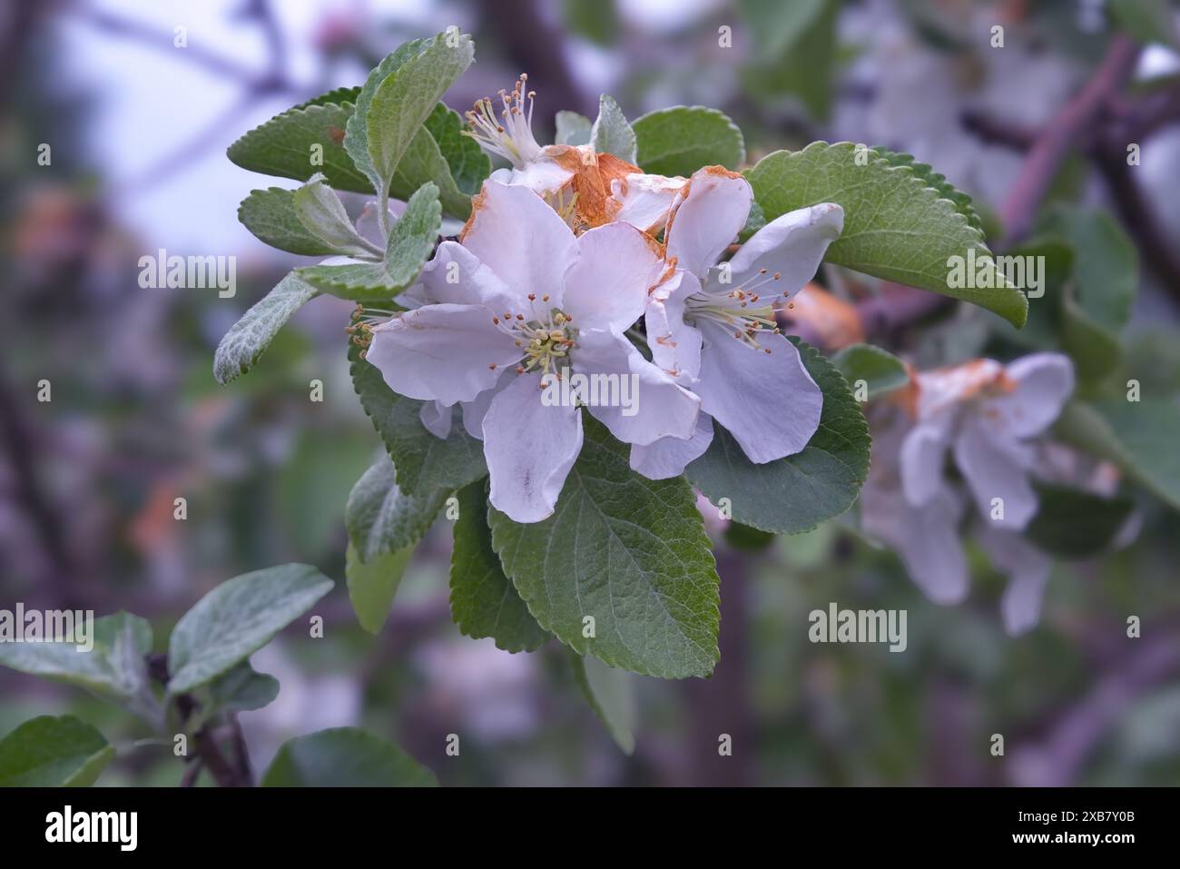 Branch of a wild apple tree with white flowers in spring close-up. Malus prunifolia Stock Photo ...