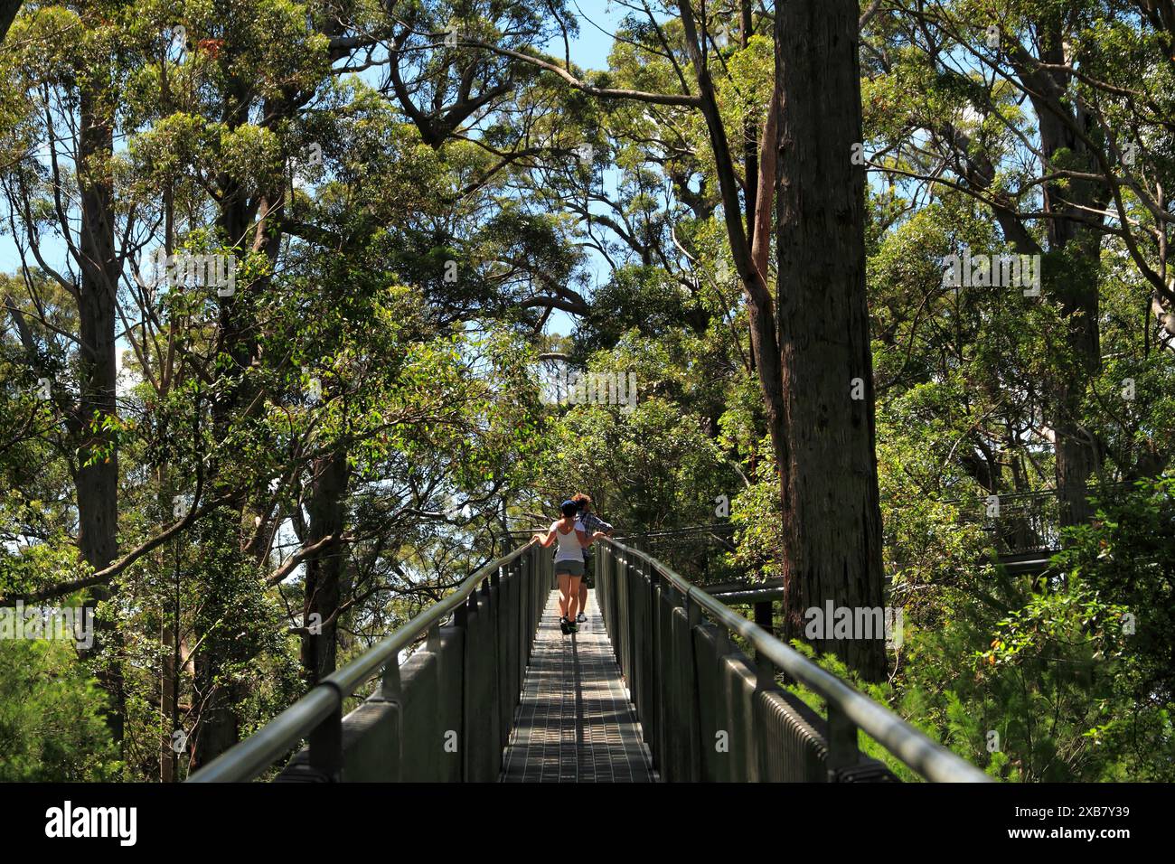 Valley of the Giants tree top walk, Walpole-Nornalup National Park ...