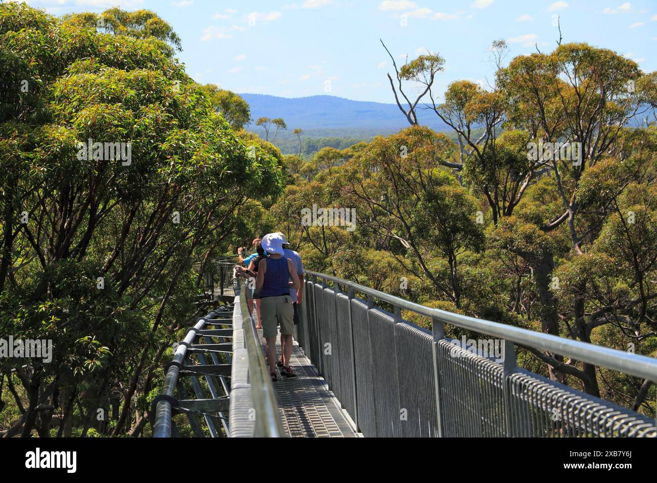 Valley of the Giants tree top walk, Walpole-Nornalup National Park ...