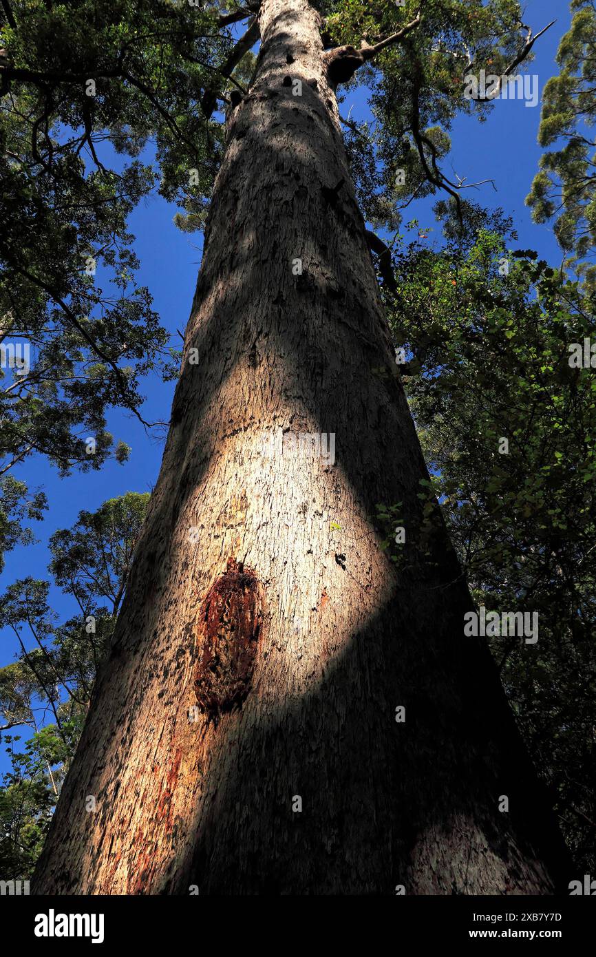 Australian oak hi-res stock photography and images - Alamy