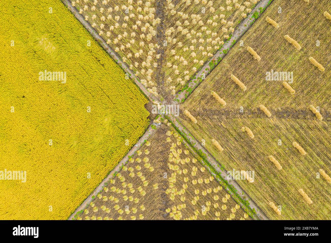 An aerial view of multiple fields filled with plants. Wuchang District ...