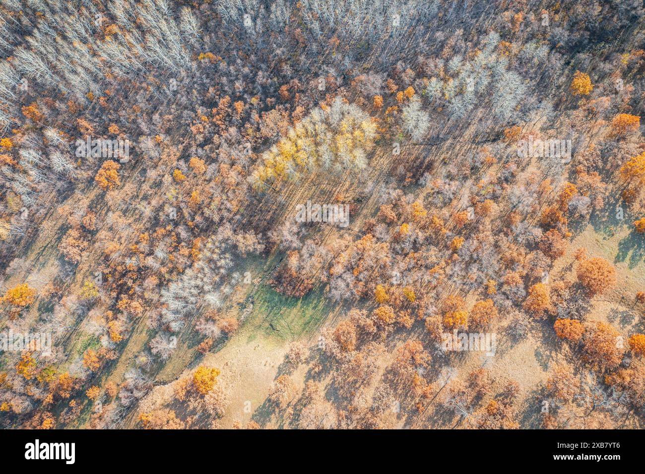 An aerial view of numerous trees in a forested area Stock Photo - Alamy