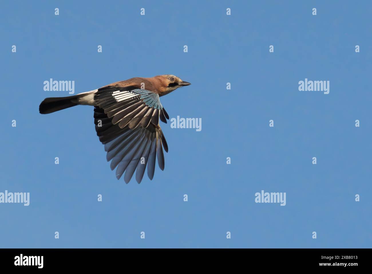 Blue jay flying hi-res stock photography and images - Alamy