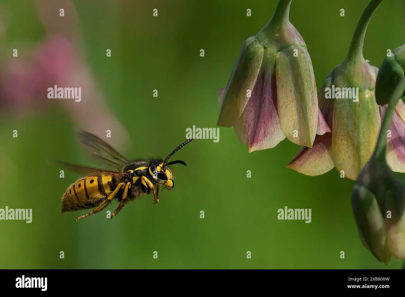 A flying wasp near pinkish flowers Stock Photo - Alamy