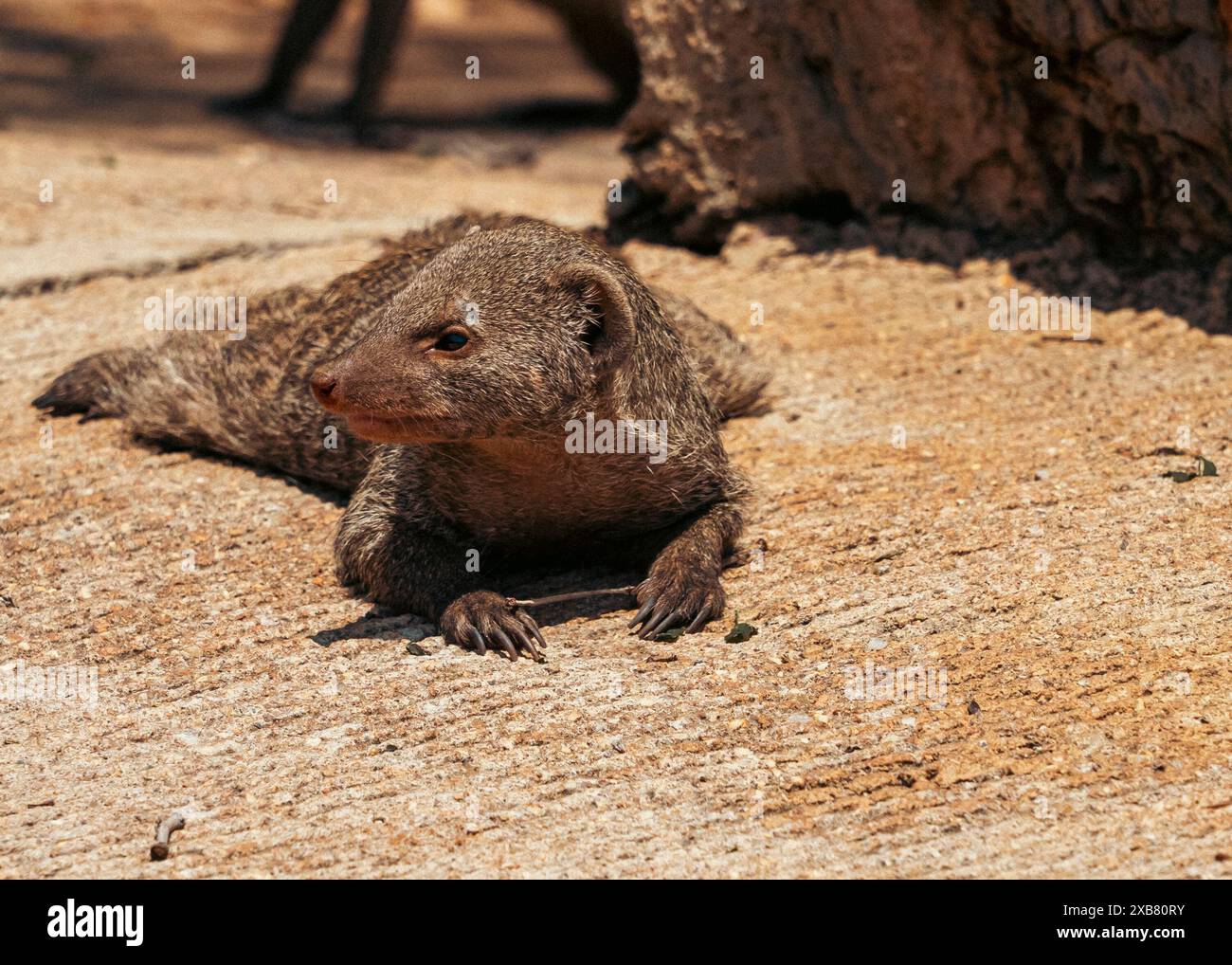 Mongoose jungle hi-res stock photography and images - Alamy
