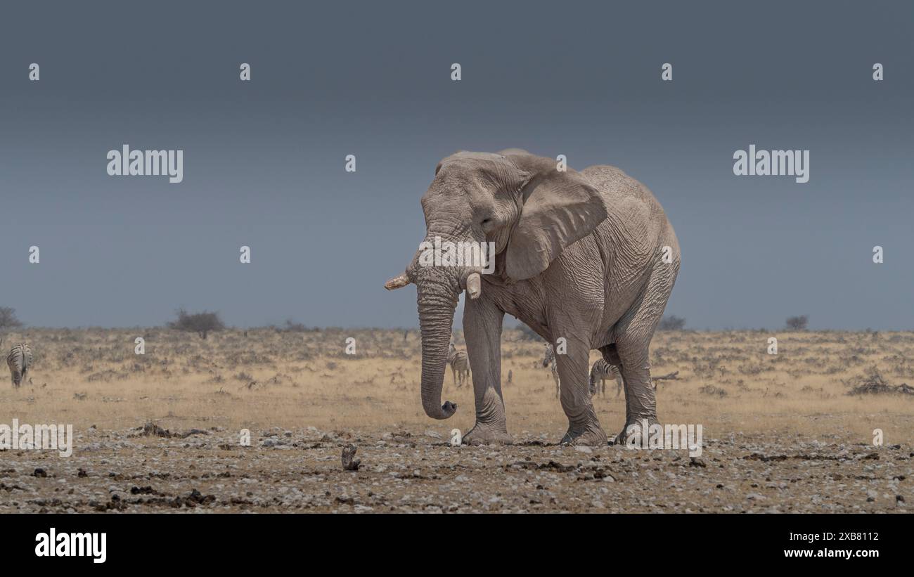 A Bull elephant marches across the Savanna in Etosha National Park ...