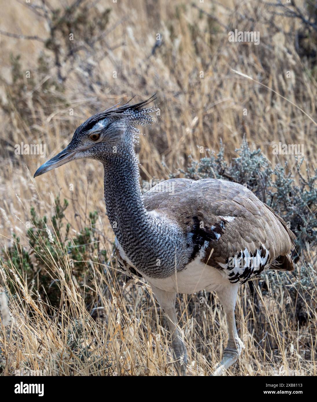 A Secretary bird out hunting for snakes in the tall grass, in Etosha ...