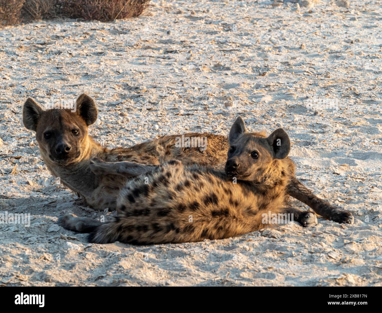 National park carnivores hi-res stock photography and images - Alamy