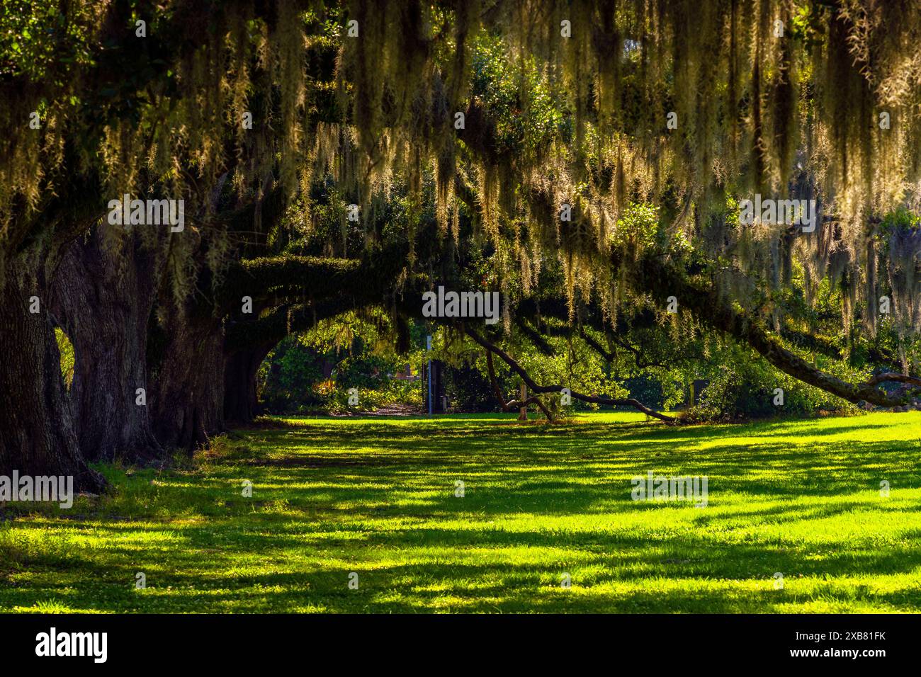 Impressive oak trees in New Orleans city park, Louisiana, USA Stock ...