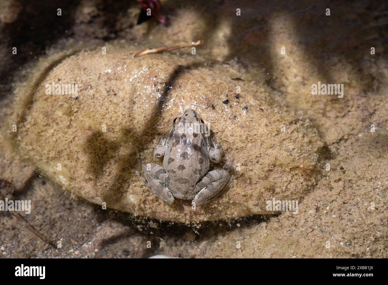 Levant frog hi-res stock photography and images - Alamy