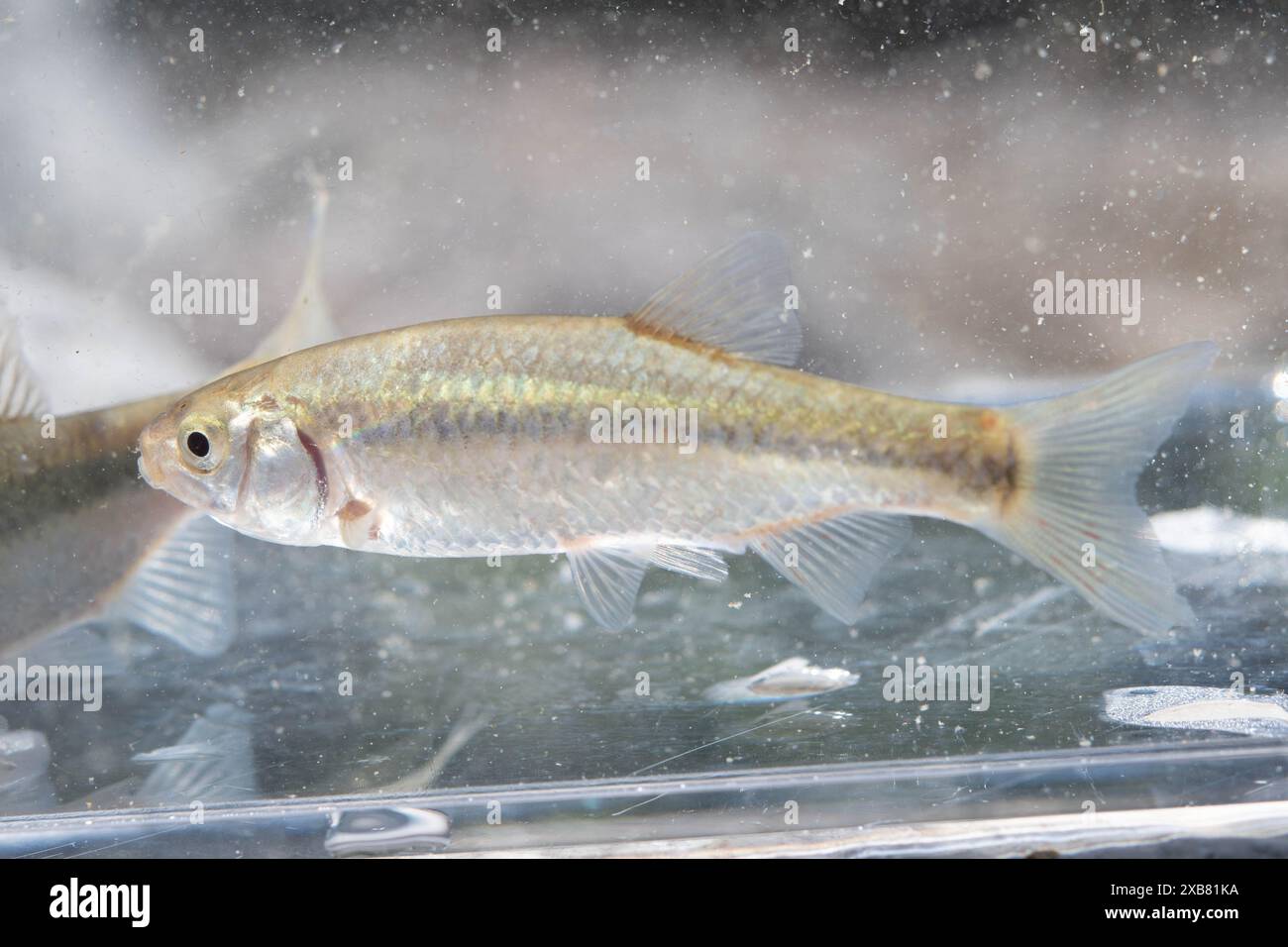 One europes rarest hi-res stock photography and images - Alamy