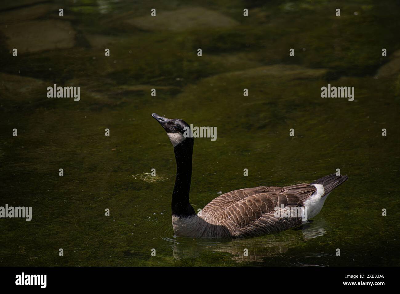 A goose swimming in green water in a stream Stock Photo - Alamy