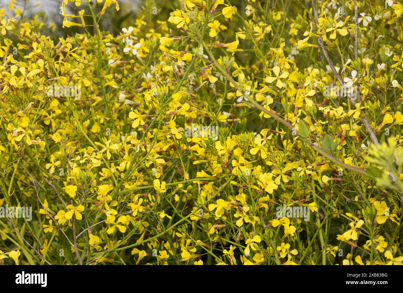 Black Mustard is a widespread tall, many branched member of the ...