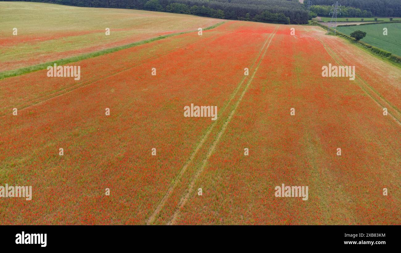 large poppy field from above Stock Photo - Alamy