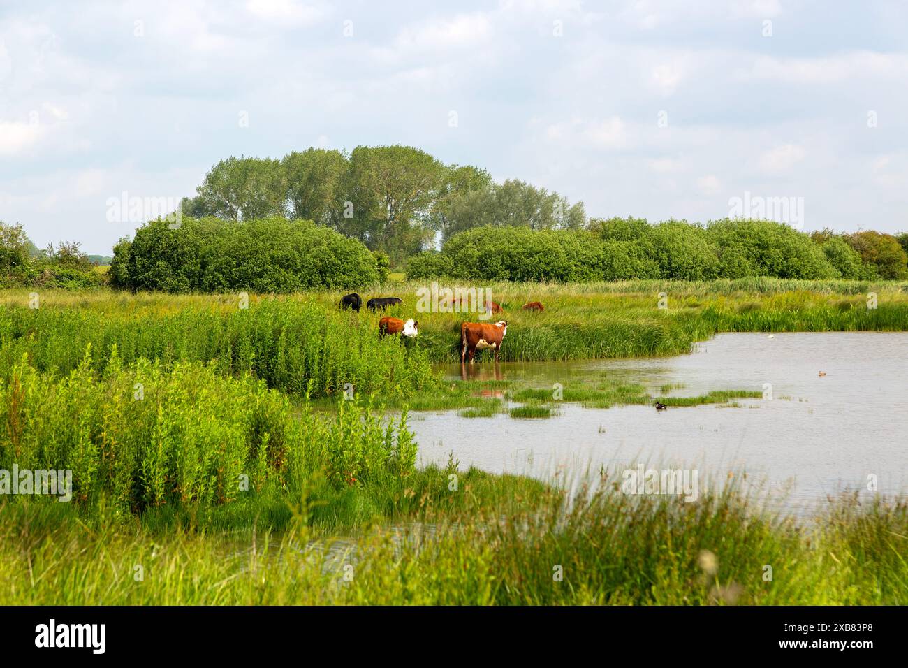 Cattle grazing Boyton marshes RSPB wetland, Boyton, Suffolk, England ...