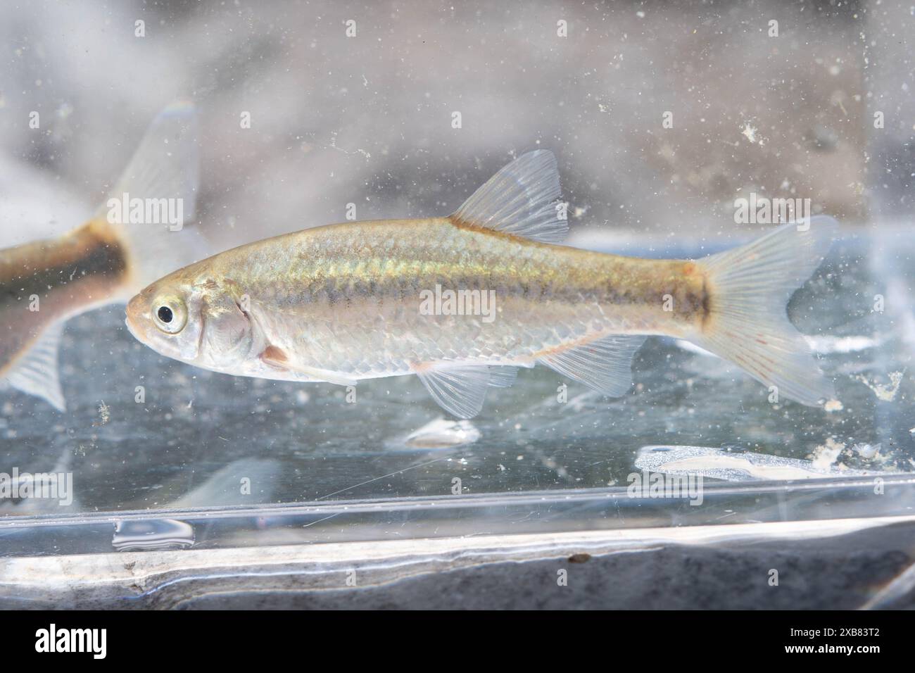 One europes rarest hi-res stock photography and images - Alamy