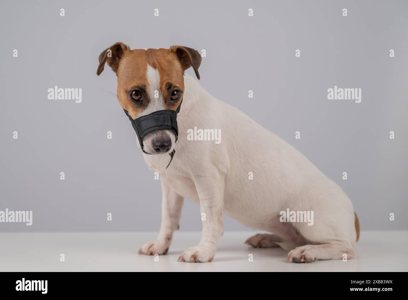 Rag dog war hi-res stock photography and images - Alamy