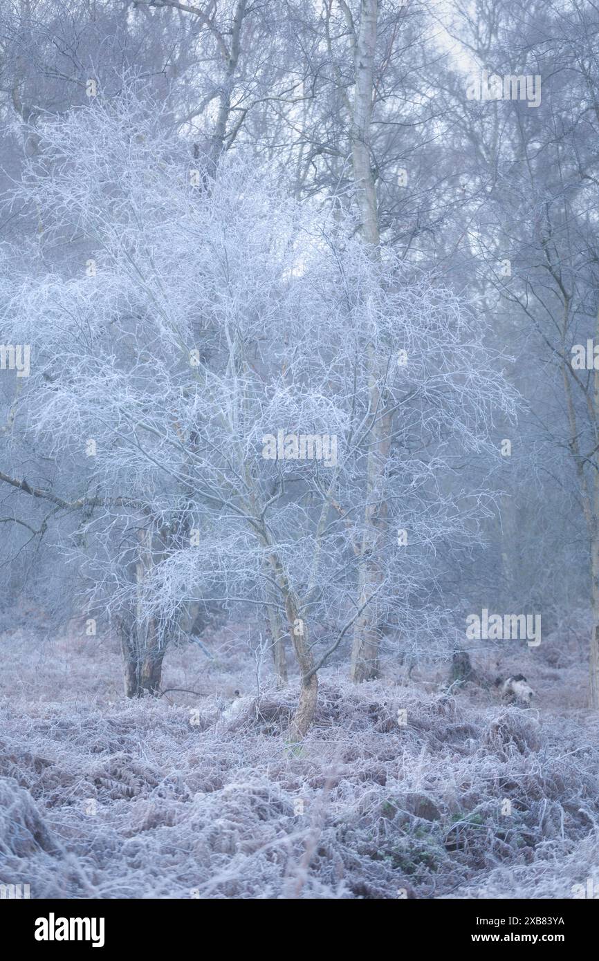 Sheep footprints hi-res stock photography and images - Alamy