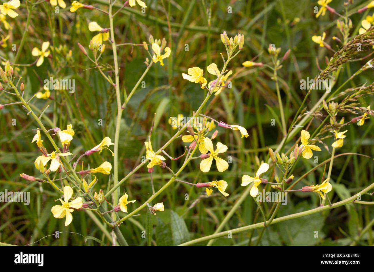 Black Mustard is a widespread tall, many branched member of the ...