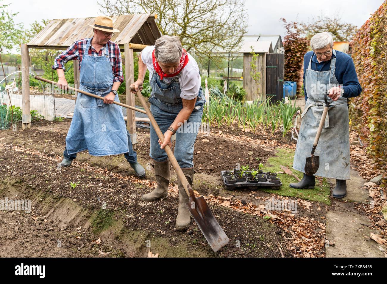 Three senior gardeners working together in a community garden, using ...