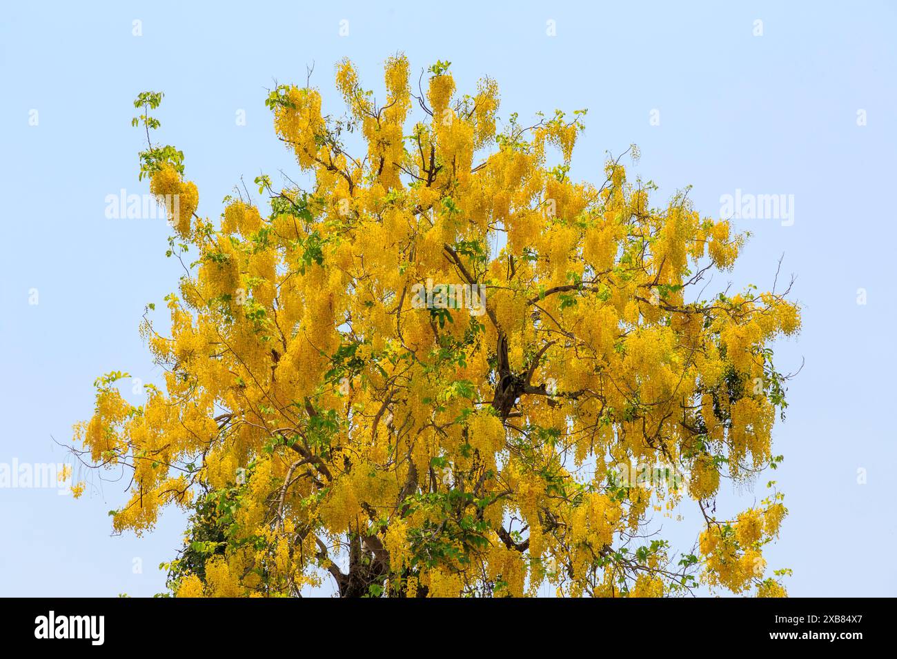 Laburnum tree in flower, Cassia fistula, Bangkok, Thailand Stock Photo ...