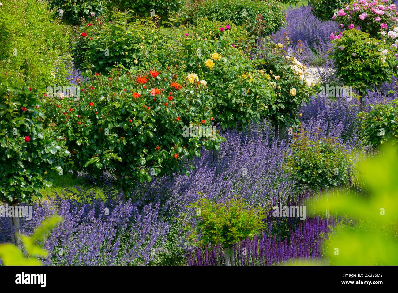 Rose bushes with roses in different colors in full bloom together with ...