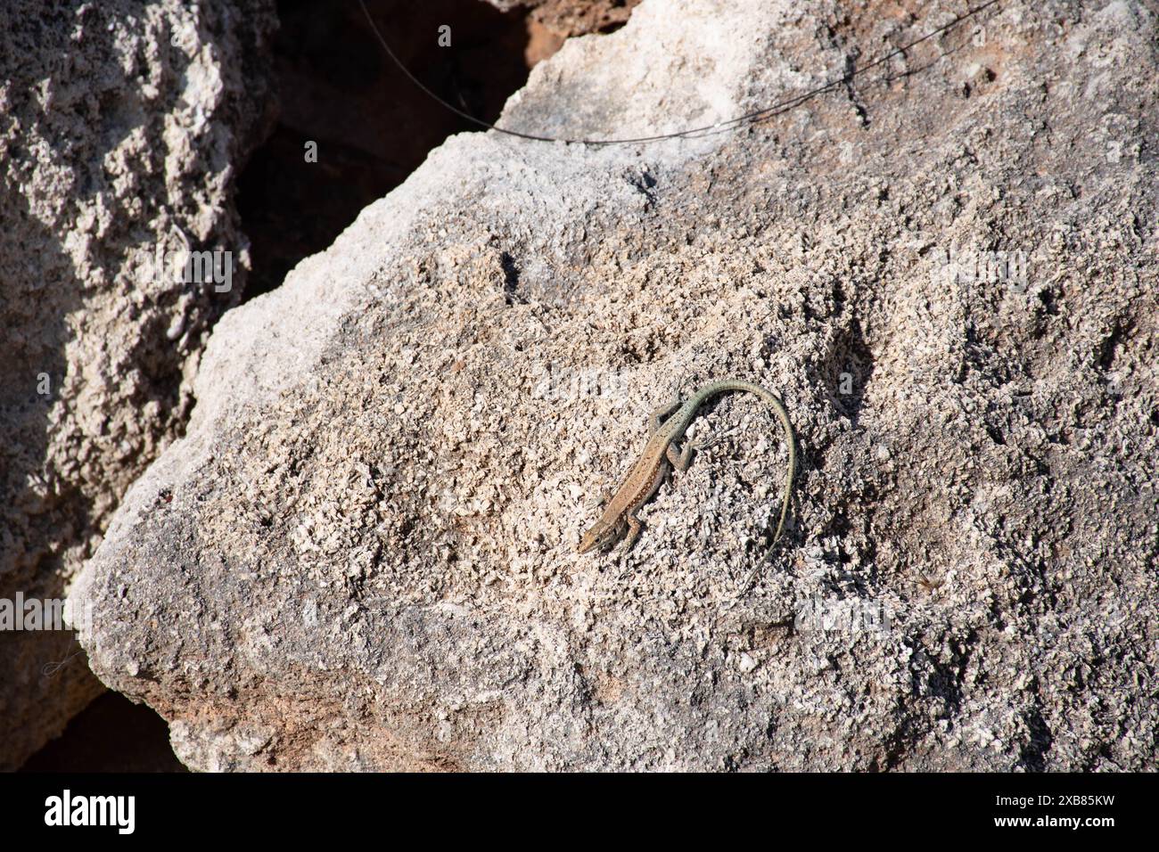 Anatolian lizard hi-res stock photography and images - Alamy