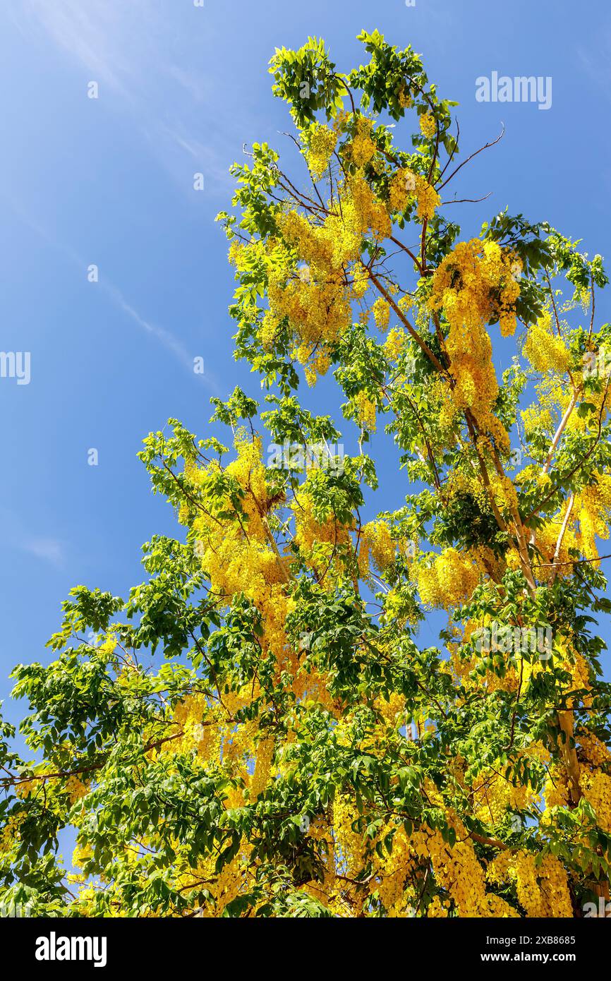 Laburnum flowers, Cassia fistula, Pakse, Laos Stock Photo - Alamy