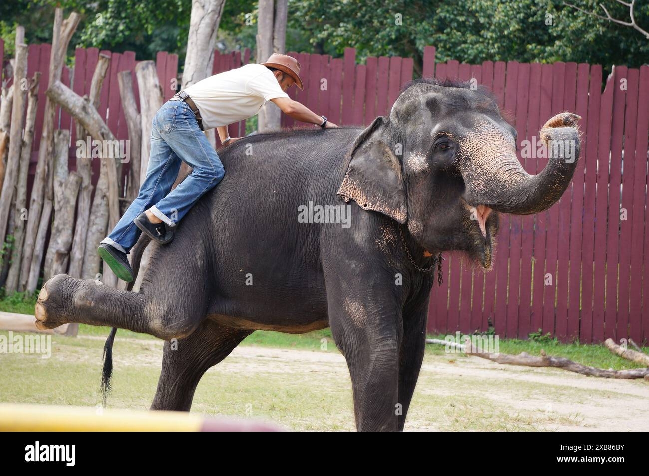 Elephant safari man hi-res stock photography and images - Alamy