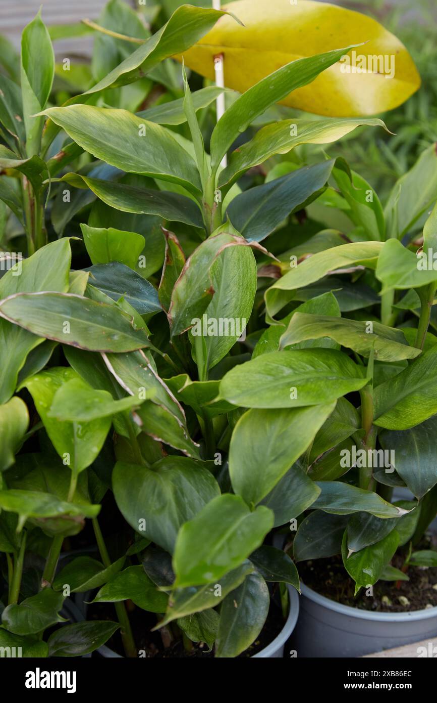 Cardamom plant hi-res stock photography and images - Alamy