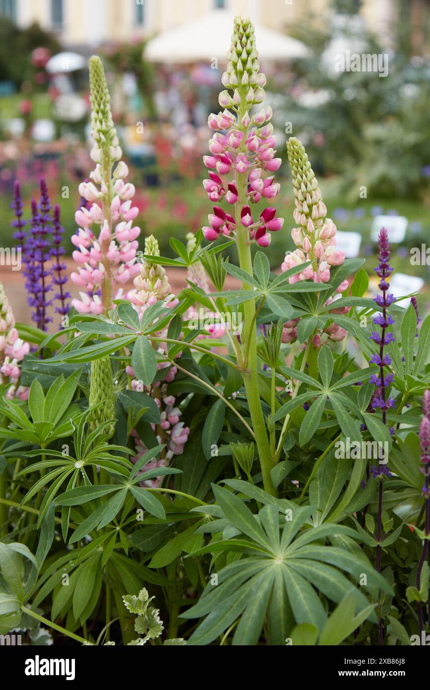 Lupinus polyphyllus plants with flowers in pink and blue colors Stock ...