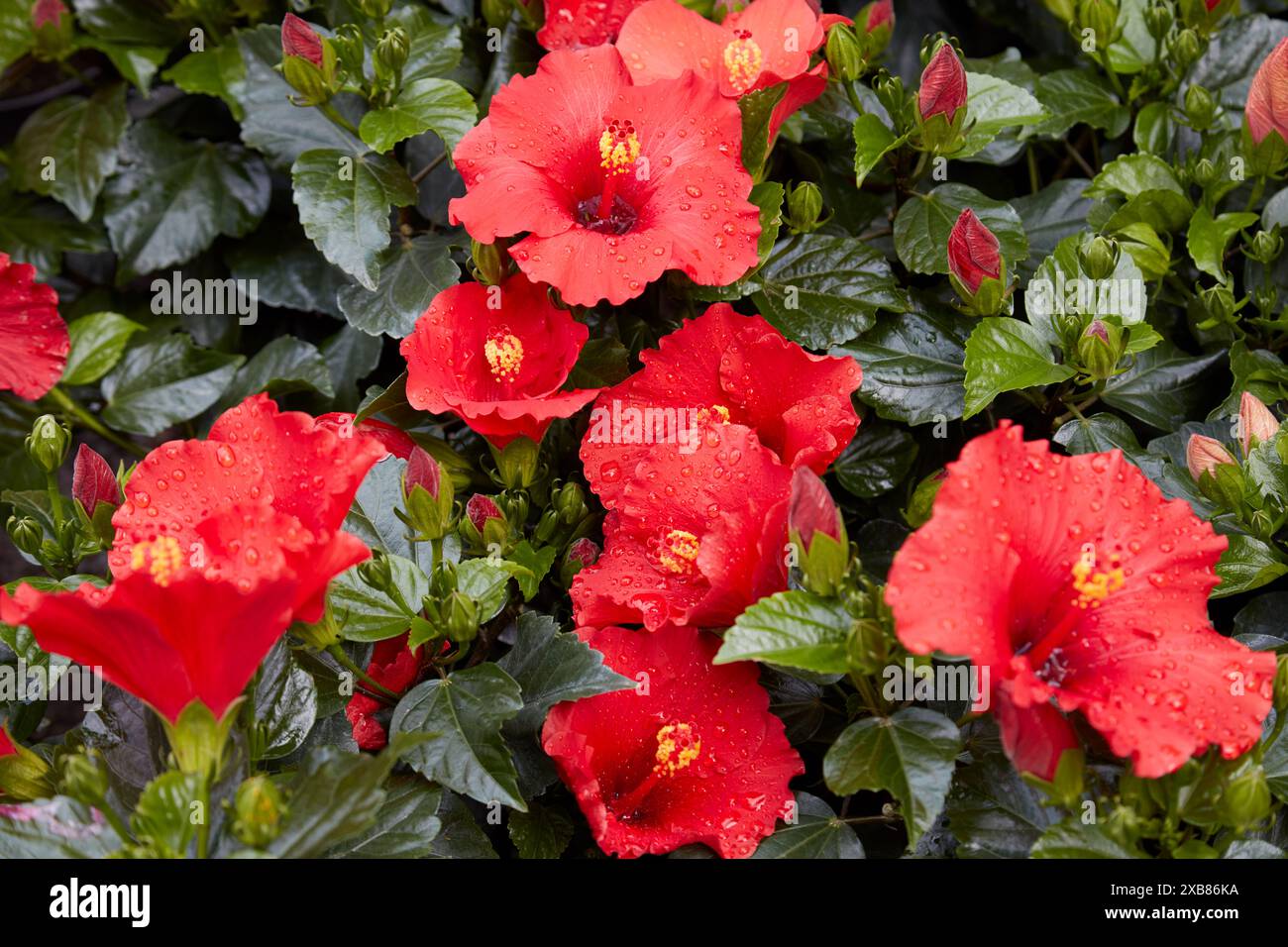 Hibiscus rosa sinensis or Chinese hibiscus plants with red flowers ...